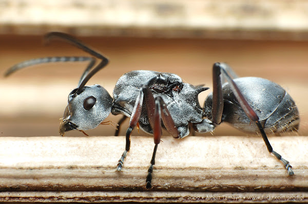 Silver Spiny Ant Queen | Project Noah