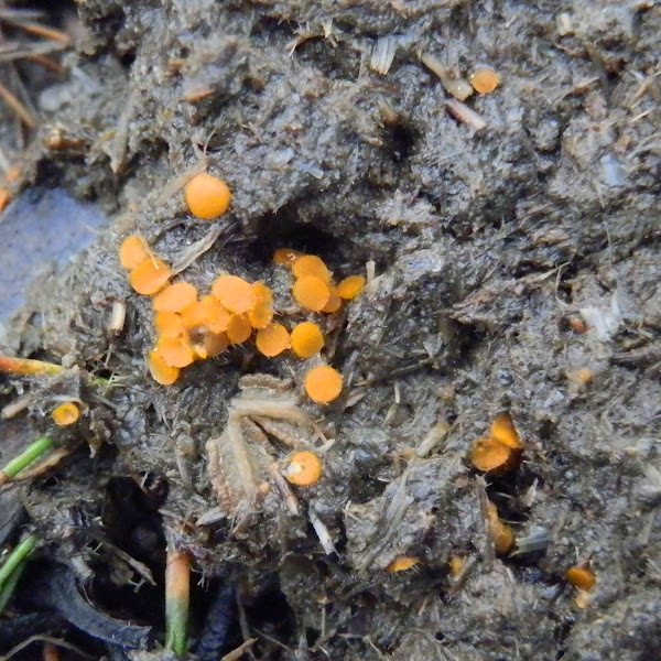 Eyelash Dung-cup | Project Noah