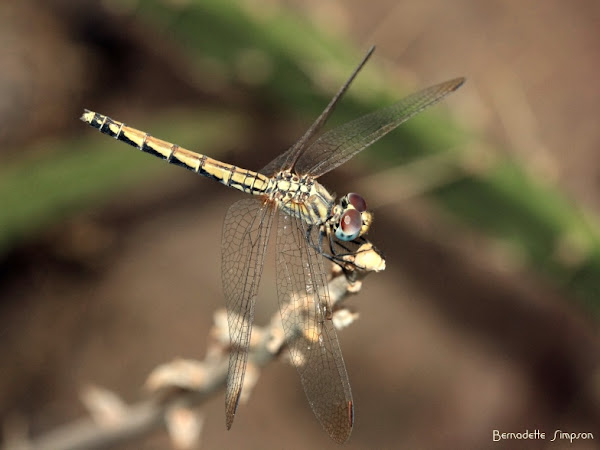 Violet dropwing (female) | Project Noah