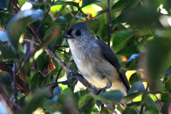 Tufted Titmouse | Project Noah