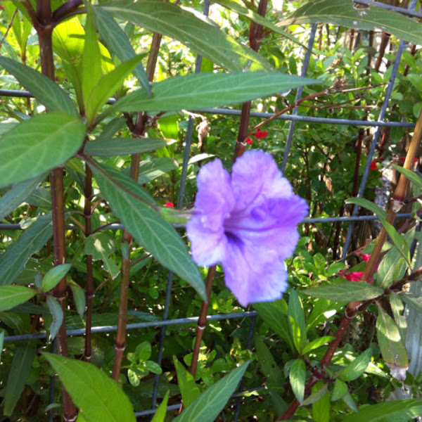 Mexican Petunia | Project Noah