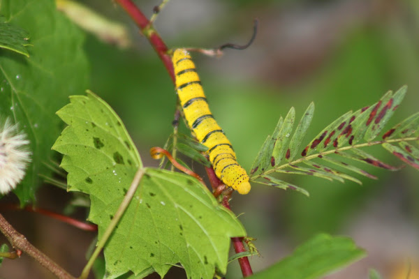 Cloudless Sulphur Butterfly Caterpillar | Project Noah