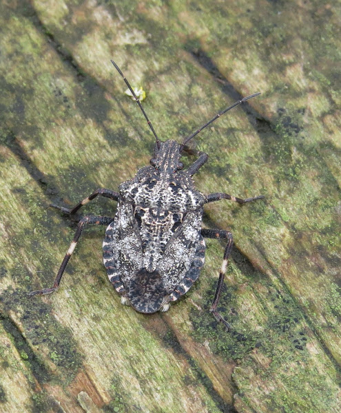 Rough stink bug | Project Noah