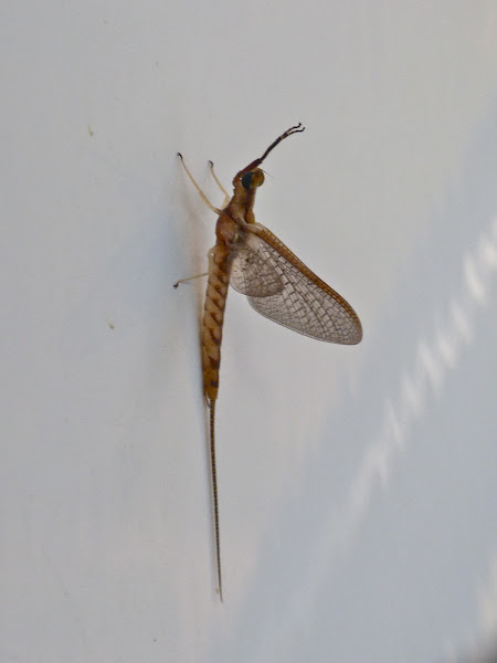 Common burrower mayfly | Project Noah