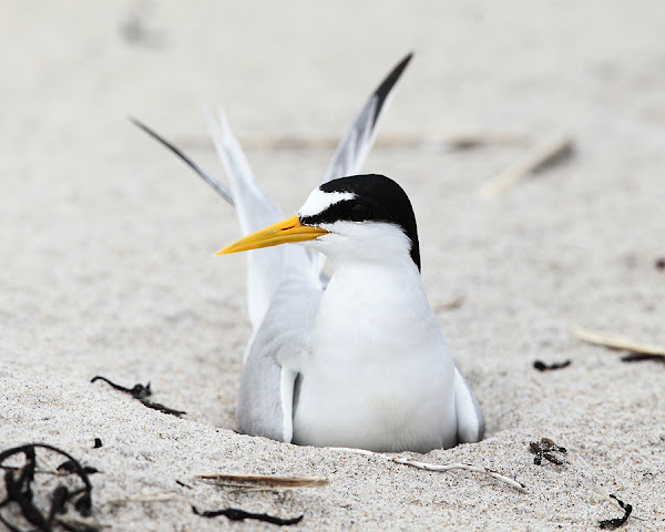 Least Tern | Project Noah