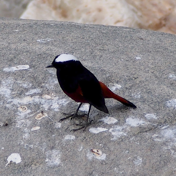 White-capped Redstart | Project Noah