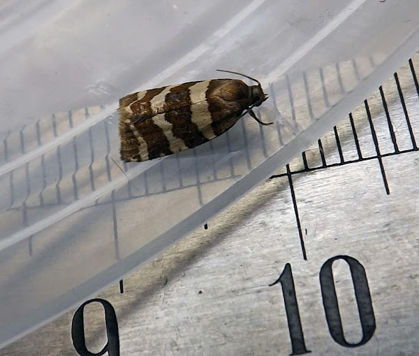 Banded Leafroller Moth | Project Noah