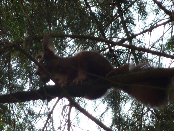 Red squirrel | Project Noah