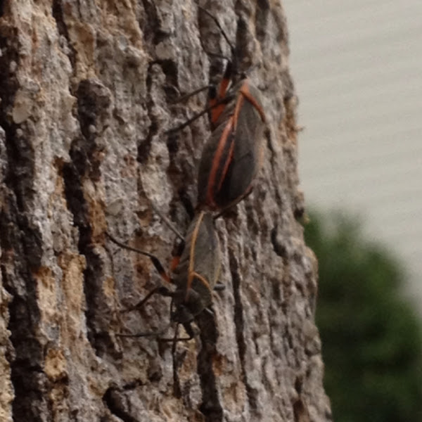 Bordered Plant Bugs | Project Noah