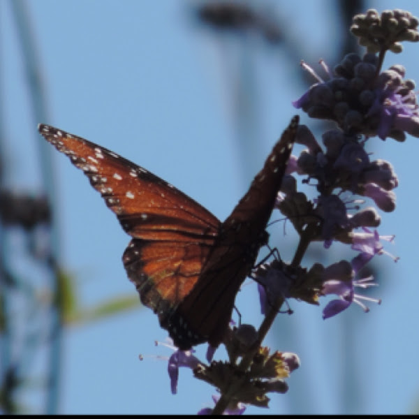 Queen | Project Noah