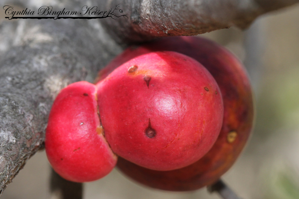 Oak Apple Gall | Project Noah