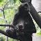 Geoffroy's Spider Monkey | Project Noah