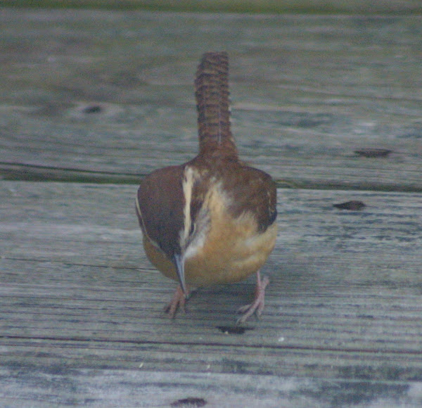Carolina Wren | Project Noah
