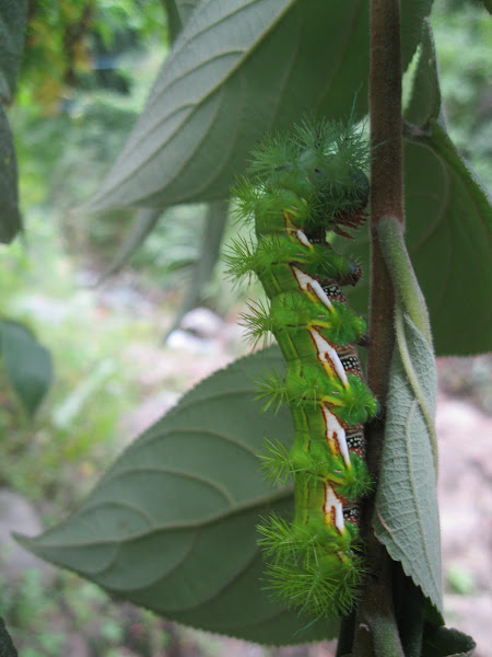 Automeris Moth Caterpillar | Project Noah