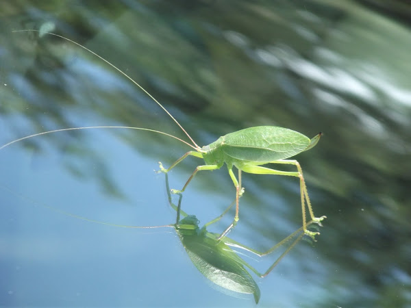 Common True Katydid | Project Noah