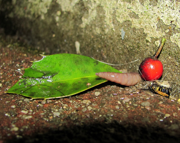Earth Worm | Project Noah