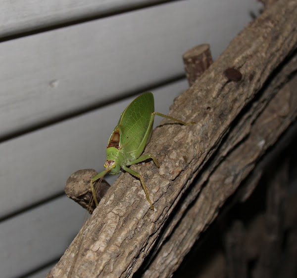 True Katydid | Project Noah