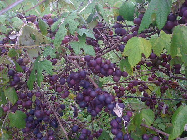 Mustang grape | Project Noah