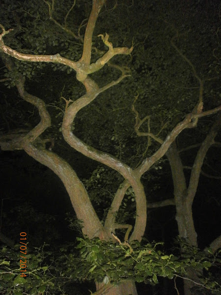 Beech? | Project Noah