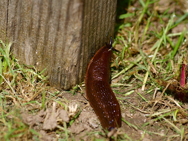 red slug | Project Noah