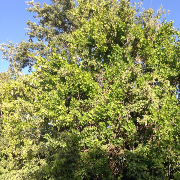 Grape vine | Project Noah