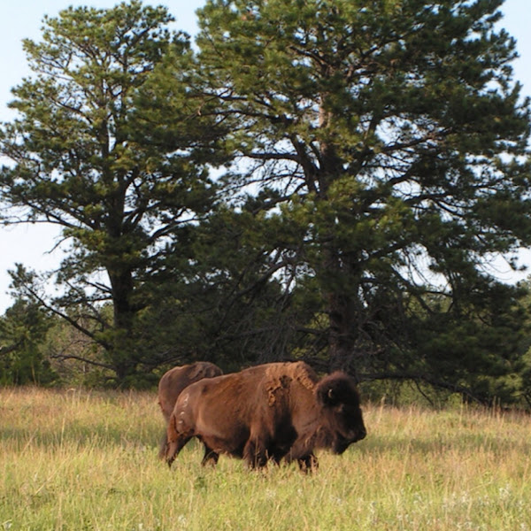 American Bison (Buffalo) | Project Noah