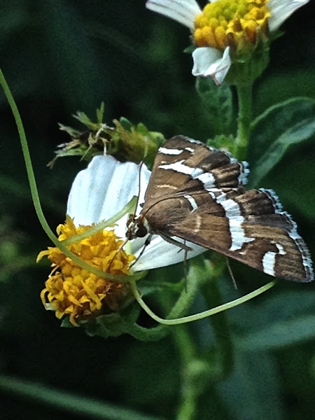 Beet Webworm Moth | Project Noah