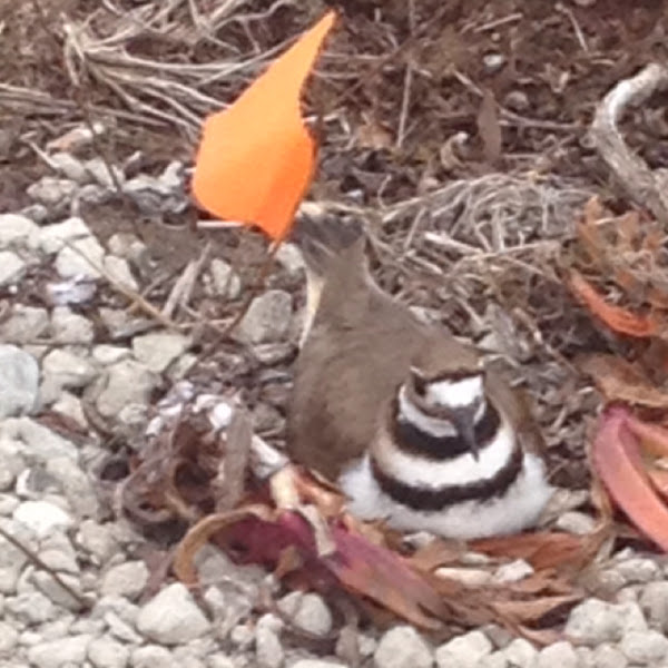 Killdeer | Project Noah