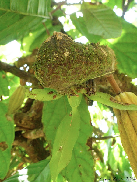 Orchid | Project Noah