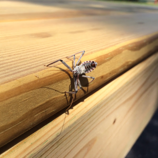 Assassin bug (nymph) | Project Noah