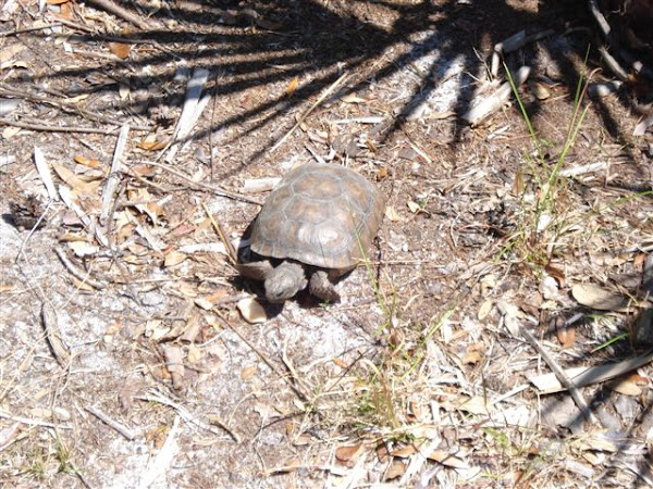 Gopher Tortoise | Project Noah
