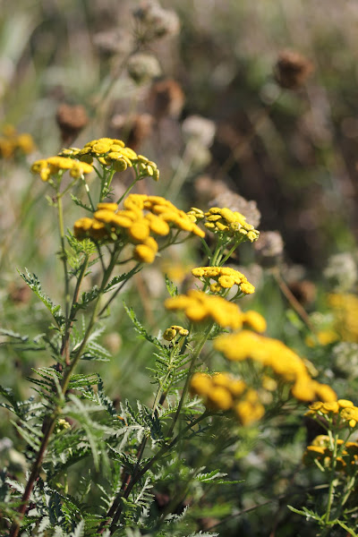 Common Tansy | Project Noah