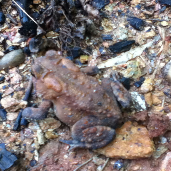 American Toad | Project Noah