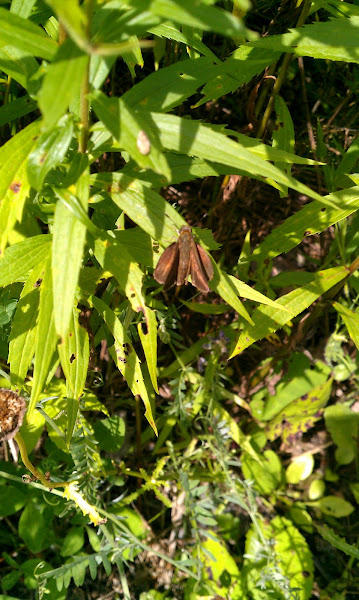 Crossline Skipper | Project Noah