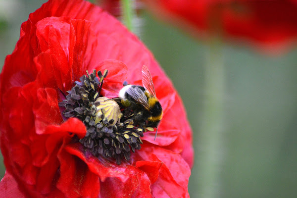 Buff-Tailed Bumblebee | Project Noah