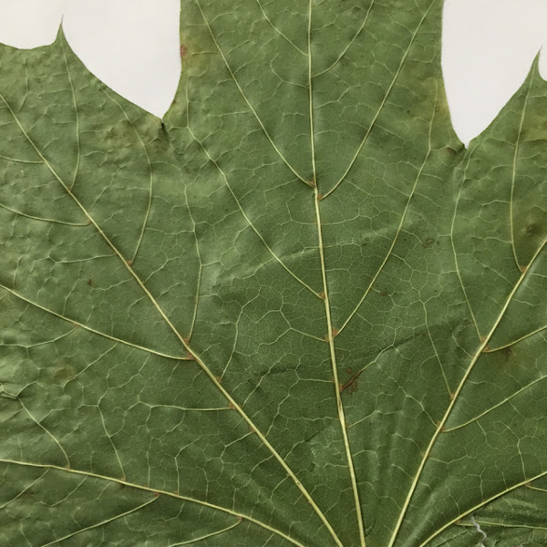 Sugar maple | Project Noah