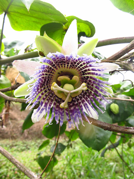 Passiflora | Project Noah