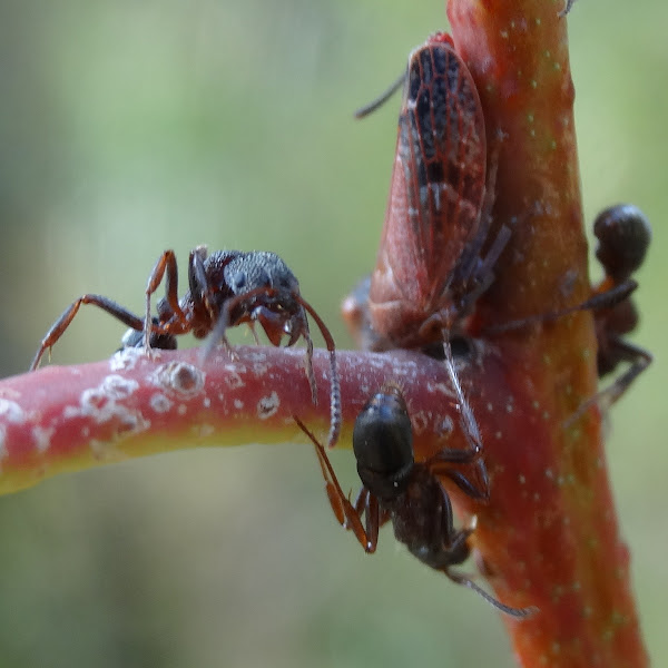 Unknown hopper | Project Noah
