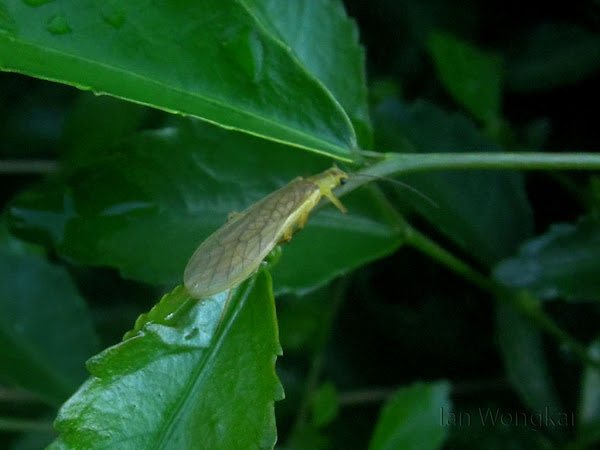 Stonefly | Project Noah