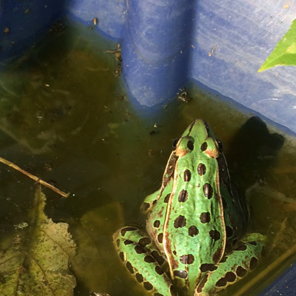 Southern Leopard Frog | Project Noah
