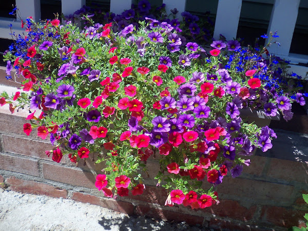 Wave Petunias | Project Noah