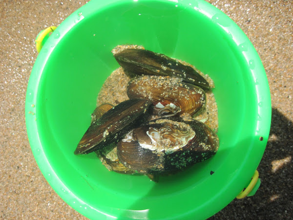 Freshwater Pearl Mussel | Project Noah