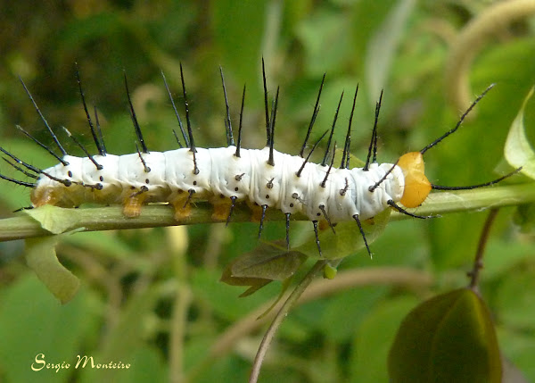 "Besckei" Longwing or "Ethilia" LongwingCommon Name | Project Noah
