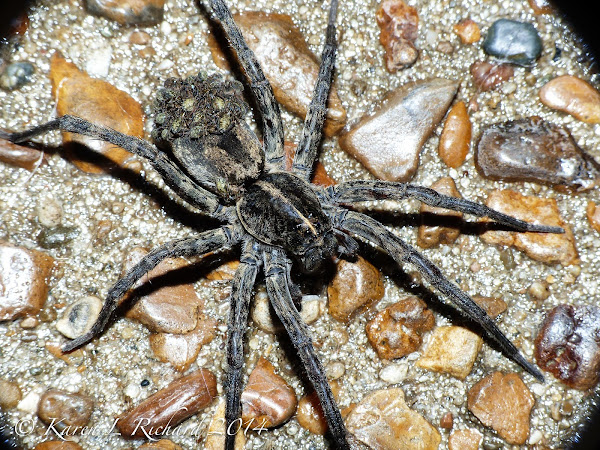 Carolina wolf spider with spiderlings | Project Noah