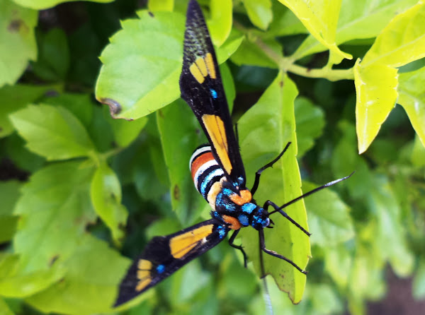 Wasp moth | Project Noah