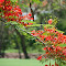 Royal Poinciana (Flame Tree) | Project Noah