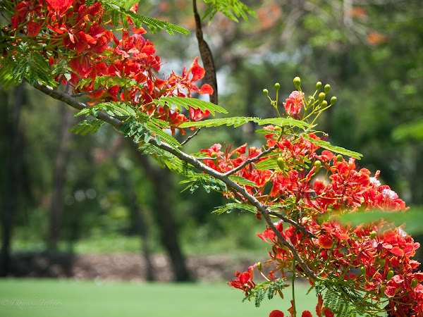Royal Poinciana (Flame Tree) | Project Noah