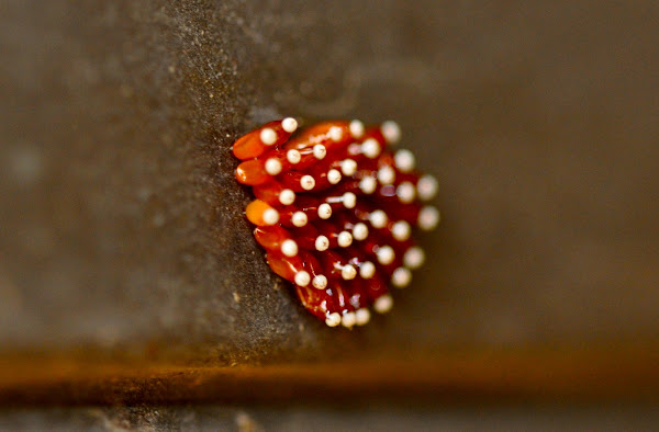 Assassin Bug Insect Eggs | Project Noah