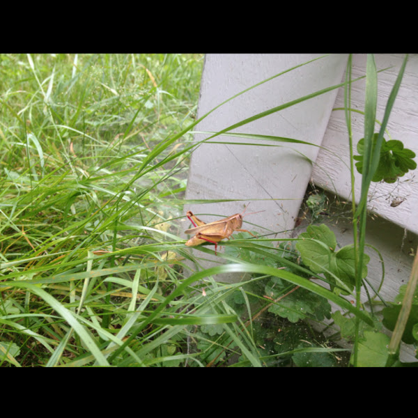 Grasshopper | Project Noah