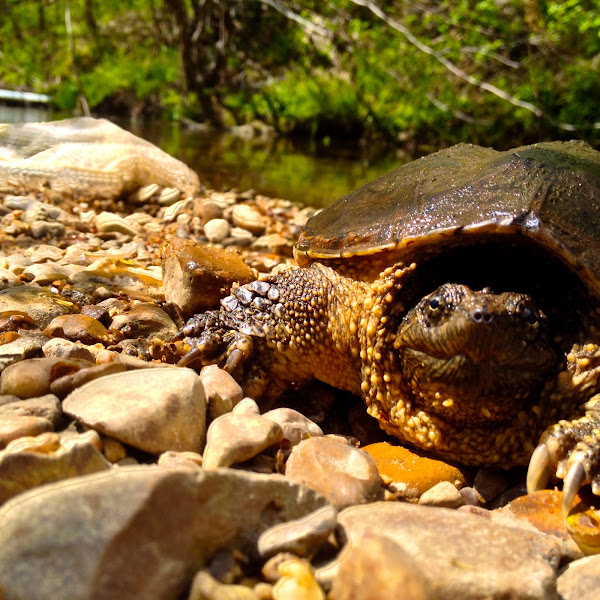 Common Snapping Turtle | Project Noah